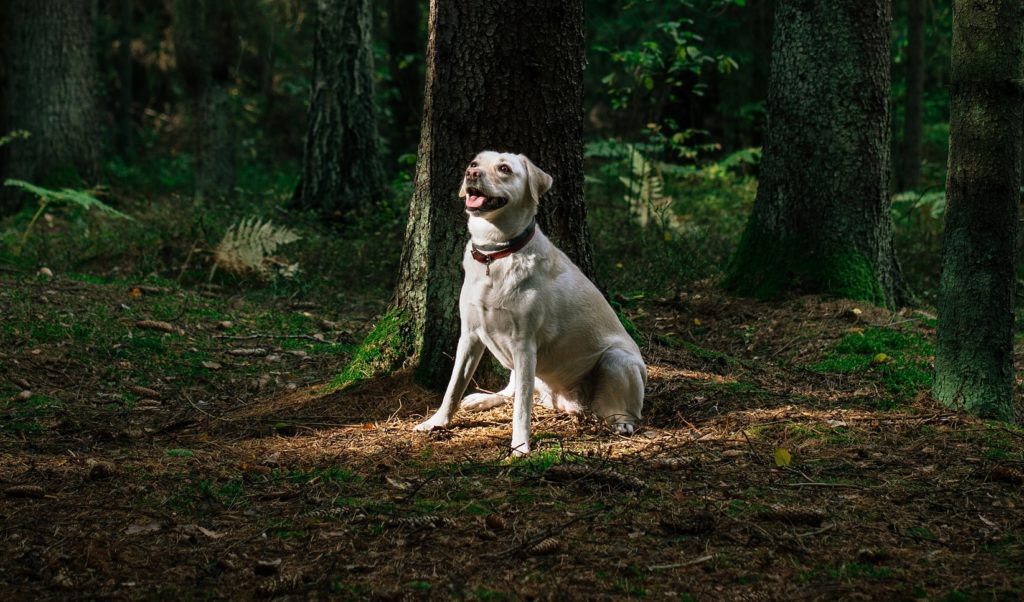 Cainele simte emotiile | Labrador Nikos