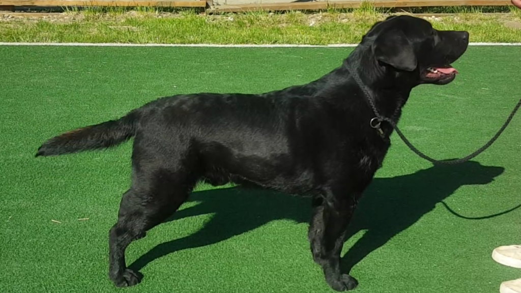 Cainii nostri | Labrador Nikos