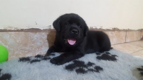 Pui de labrador de vanzare negru cu pedigree – Canisa Terra Happy Image ...